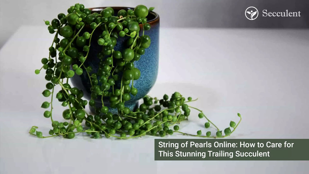 String of Pearls Online: How to Care for This Stunning Trailing Succul ...