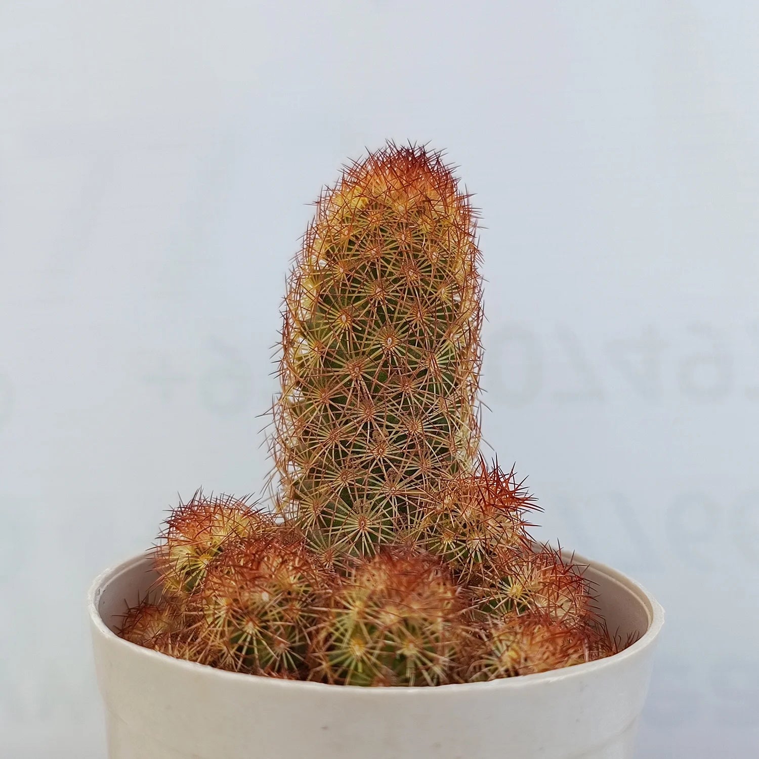 Buy Cactus Plants Online - Best Price with Online Delivery – Secculent