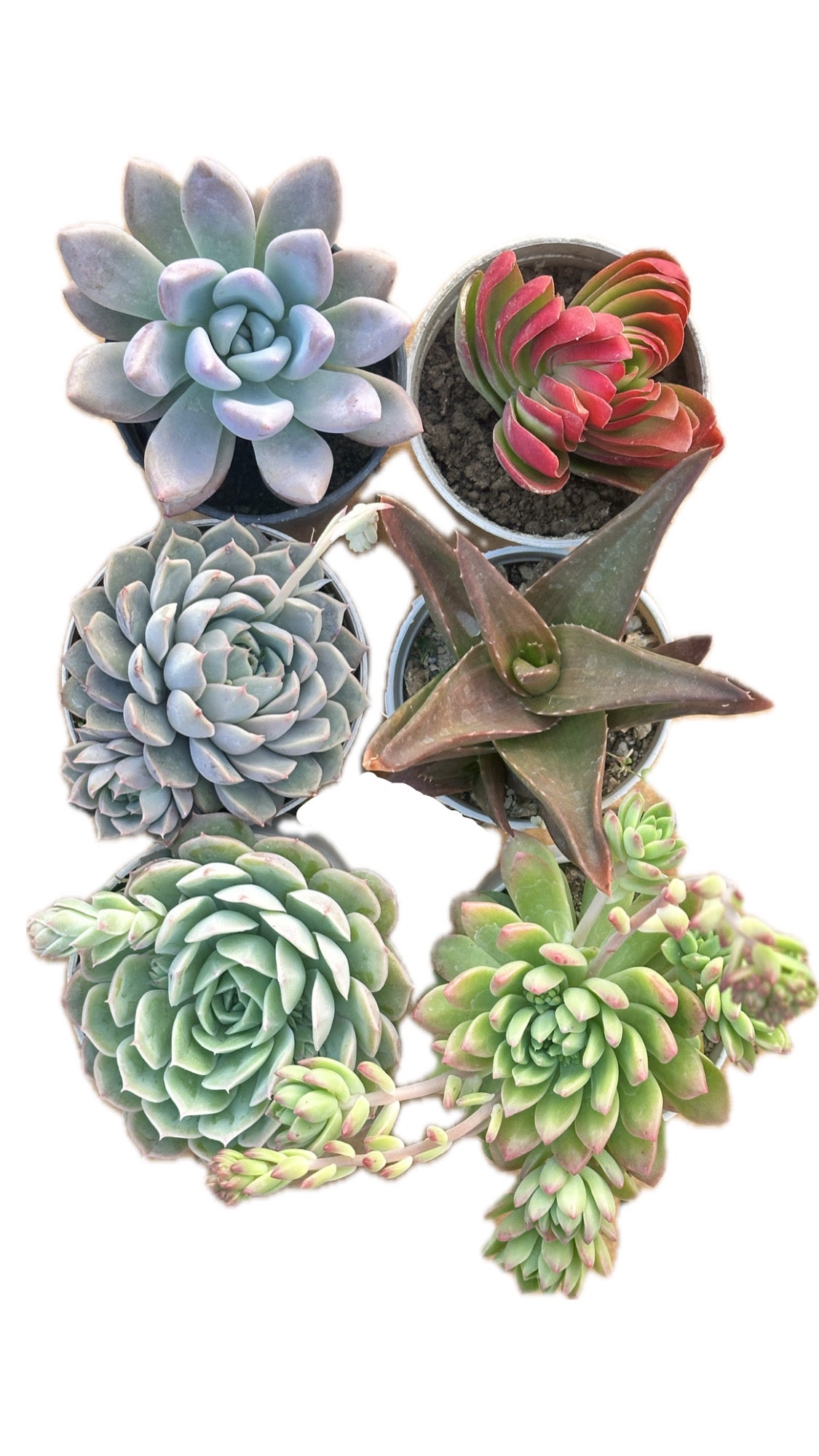 Combo of 6 succulent plants (bare rooted) – Secculent
