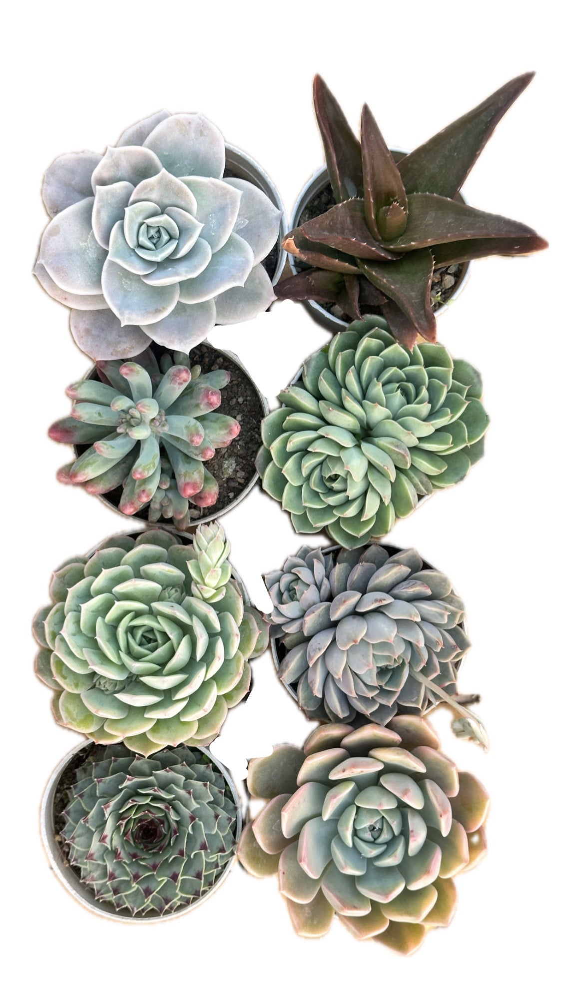 Combo of 8 succulent plants (bare rooted) – Secculent