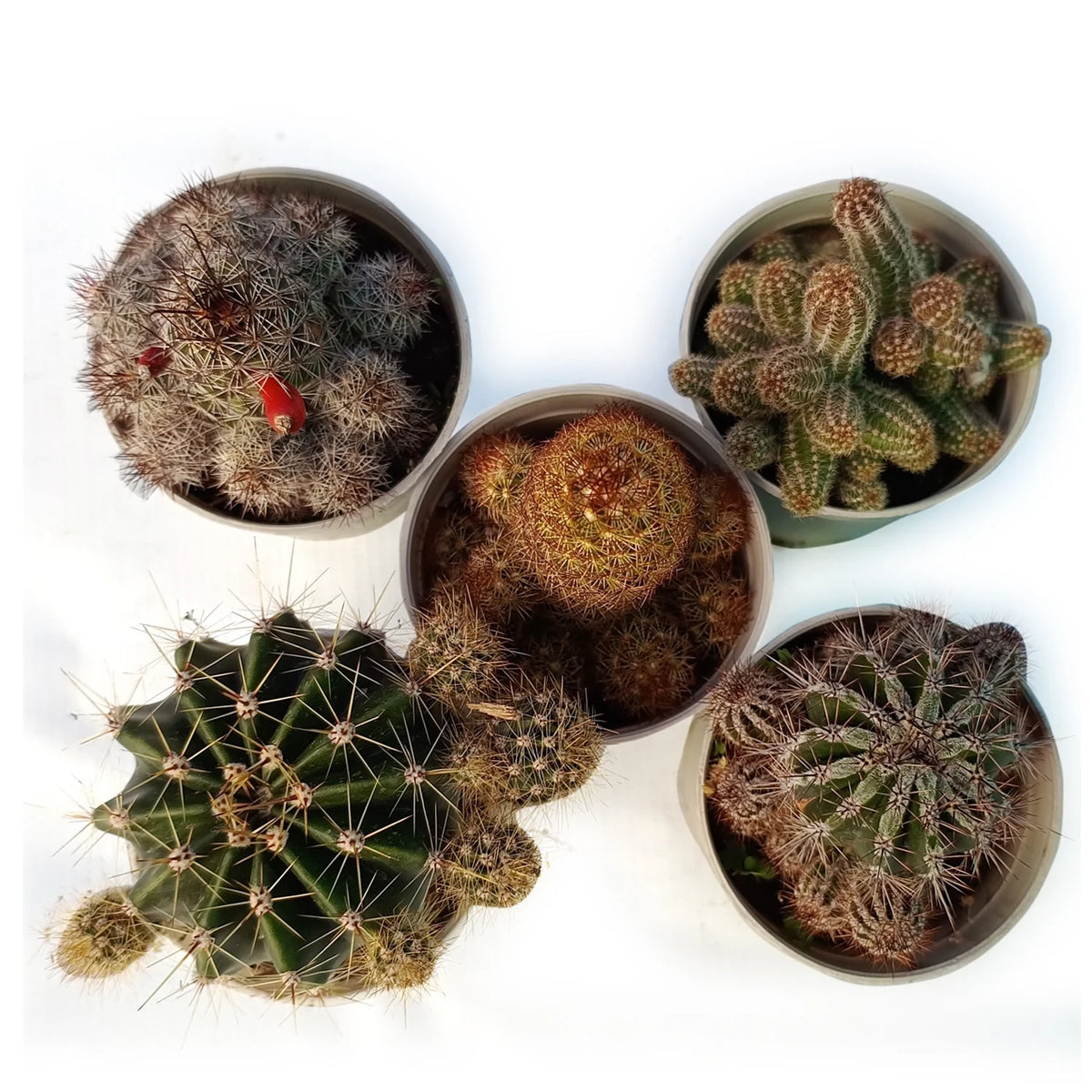 Combo of 5 Cactus Plants: Buy Combo of 5 Cactus Plants Online – Secculent