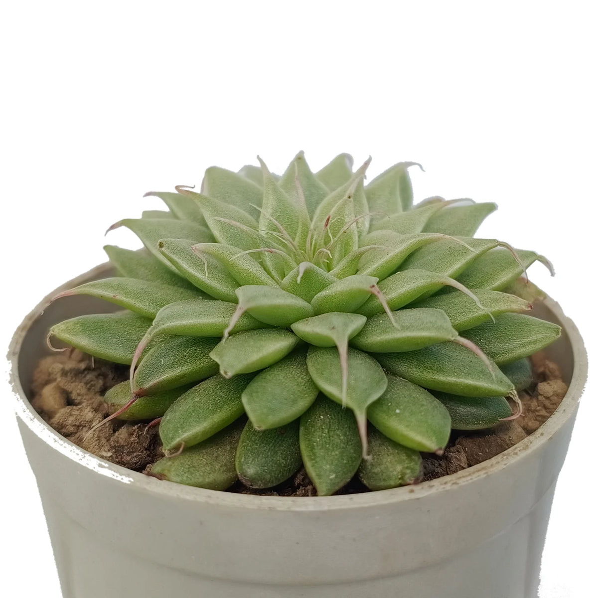 Buy Graptoveria Silver Star Plant Online – Secculent