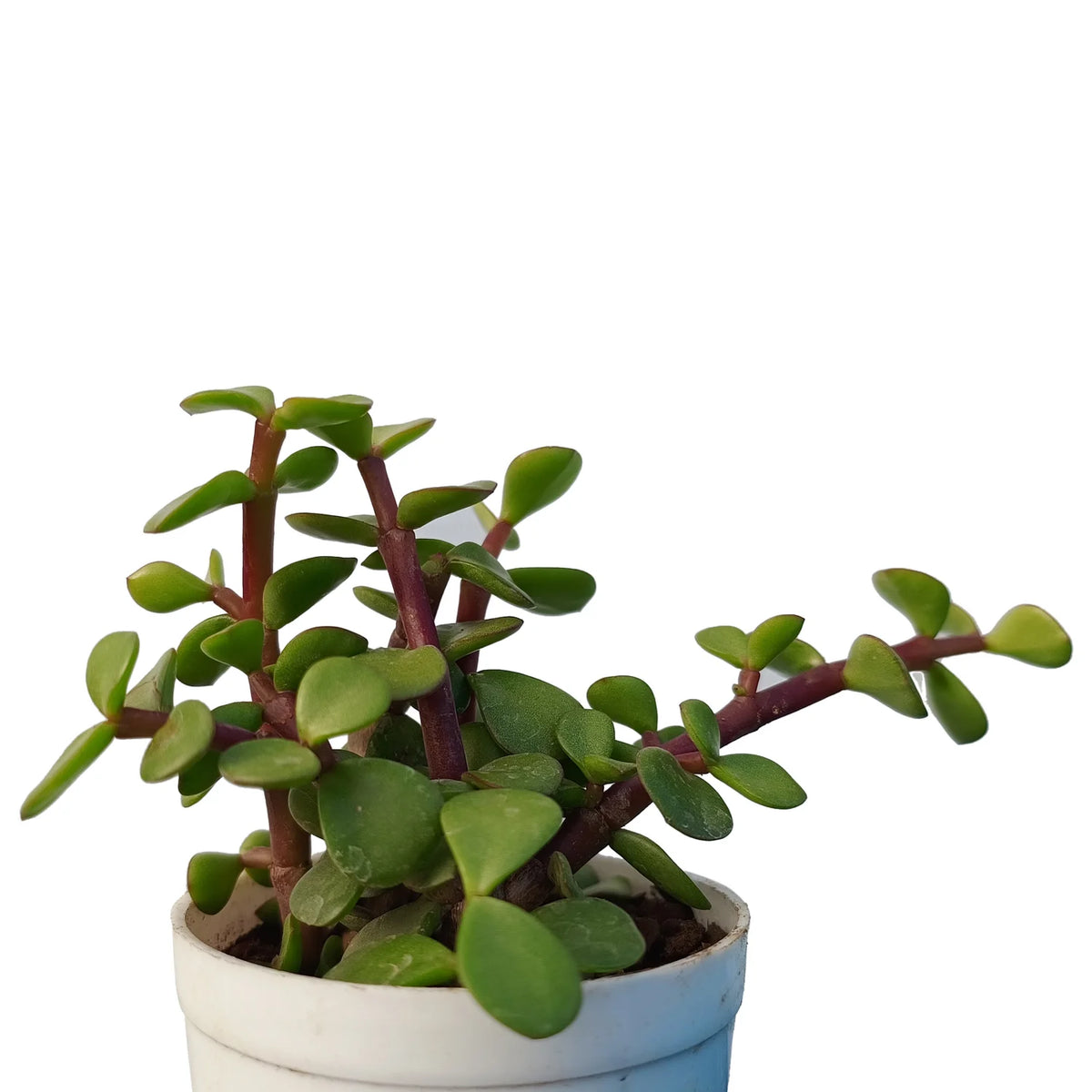 Buy Trailing Elephant Bush Jade Bare Rooted Plant Online – Secculent